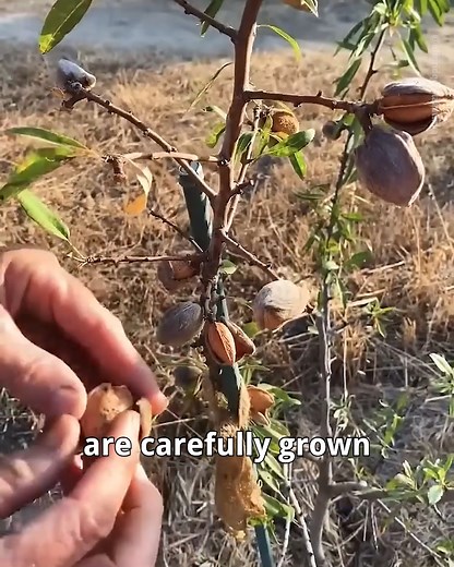 2.4M views · 39K reactions | 9 Most Dangerous Fruits In The World | Drew Binsky | Facebook