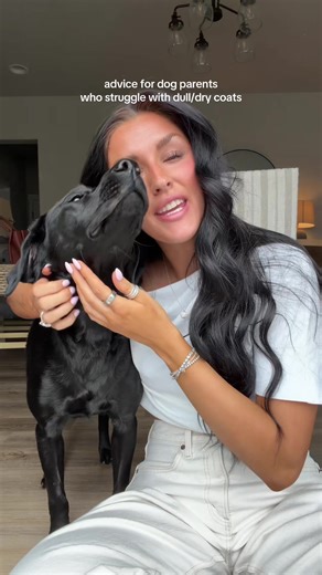 Nourishing Your Black Lab's Coat with Salmon Oil