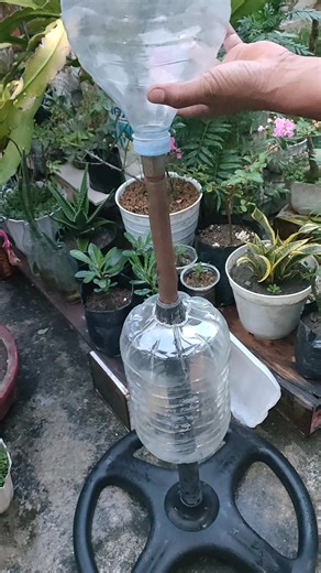 Preparing plant pots. #plants #ornamentalplants #pots | Iksan Red