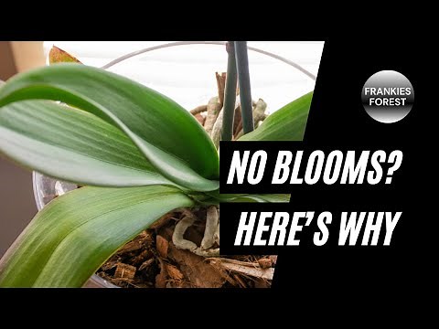 WHY Your Orchids AREN’T BLOOMING