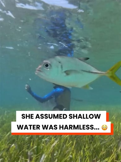 Shallow Diving Dangers in the Ocean