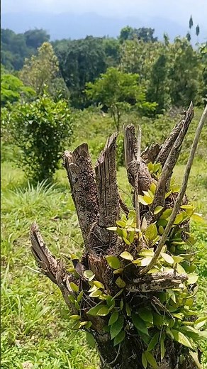 Simple Plan • Perfect World | #simpleplan #perfectworld #shorts #shortvideo #music #lyrics #poppunk