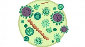 Animal Cell Anatomy Biological Animal Cell Stock Footage Video (100% Royalty-free) 3456303207 | Shutterstock