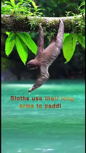Sloths Have a Secret Skill Underwater 🦥💦