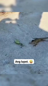 Lizard vs praying mantis. 😁 #highlights #viralvideoシ #follower #everyone @followers | KJ Jamusic