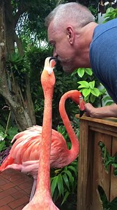 Butterfly friends we are happy to announce that we will be open for business Tuesday!!! We have taken this down time to install new floors and give the conservatory a much needed make over. Our live web-cam is up and running so feel free to check it out. Go to our web page www.keywestbutterfly.com and click on the web cam link. I think Rhett and Scarlet are ready for some company. From this video you can see they love our owners and Sam loves flamingo kisses. | The Key West Butterfly & Nature Co