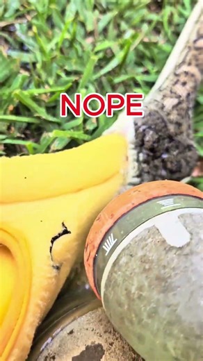 SNAKE vs. TOY? Python #SnakeVideo #AnimalRescue #WildlifeMistakes