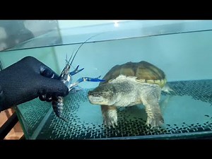 Big Snapping Turtle EAT LIVE Big Crayfish "LIVEFEEDING"