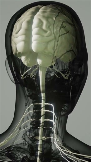 Discover The Hidden STRESS Relief System In Your Brain