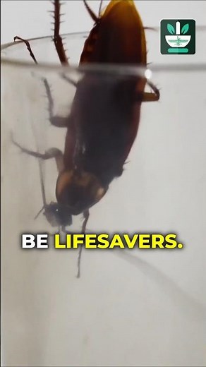 How to Prevent and Rid Cockroaches in the Kitchen and Bathroom: Effective and Natural Solutions