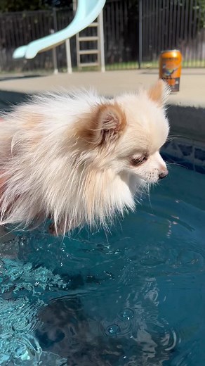 Pomeranian Swim Team Training