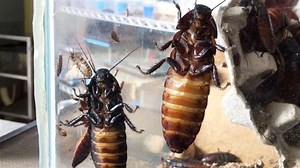 5 Animals With Stinky Defenses