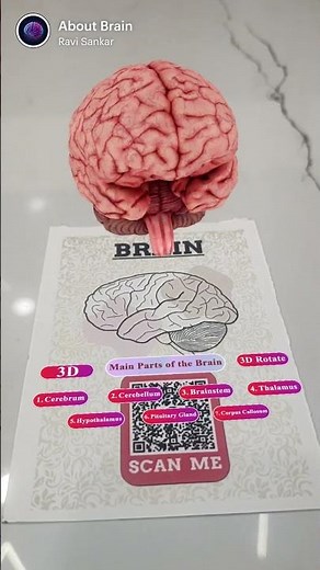 AR Brain | Human Brain in Augmented Reality | 3D Learning Experience