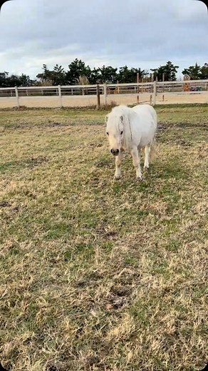 9.4K views · 6.3K reactions | Merci à notre partenaire la sellerie en ligne @equi_clic qui nous a fourni de très belles parkas et doudounes sans manches pour l’hiver ❄️ et profitez du code promo MILKY10 sur leur site https://equi-clic.com/fr/ pour tous vos achats ! | Milkybestoff Officiel | Facebook