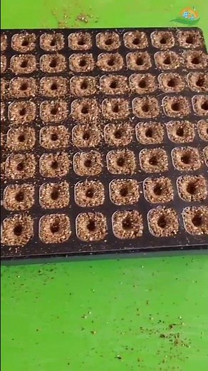 How To Use Plastic Trays For Plants?