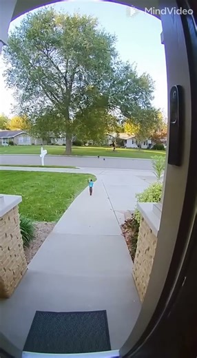 Monkey Delivery Driver Drops Off Package Like a Pro 🐒📦🚐 (Caught on Doorbell Cam) #doorbellfootage