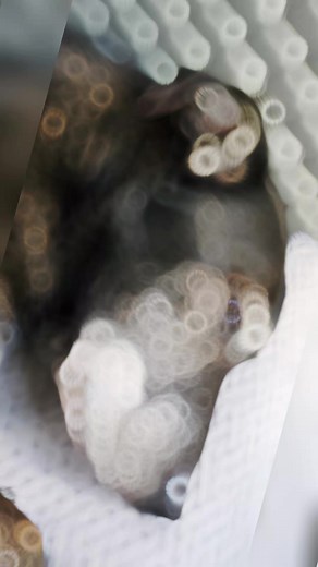 Busters Travels Scotland on TikTok