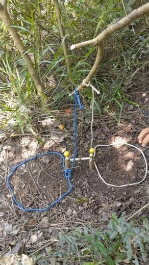 DIY snare trap creative idea #trap