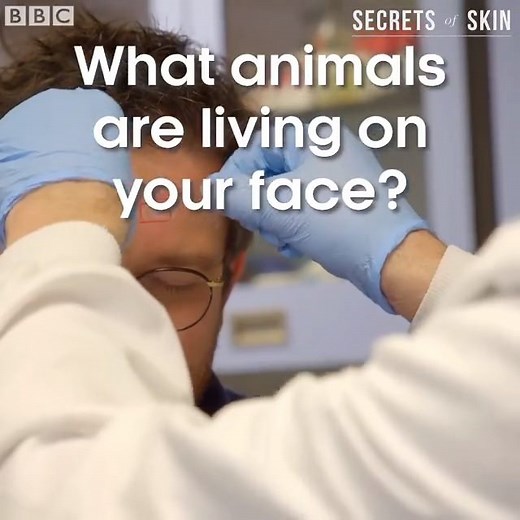3.5M views · 6.1K shares | You almost certainly have microscopic mites living on your face... | BBC Earth | Facebook