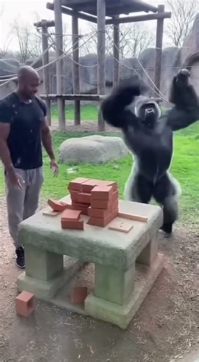 Ultimate Chop Challenge! 🦍🤯: Man Vs. Gorilla #GorillaStrength #AmazingPower#ZooMoments #GorillaPower