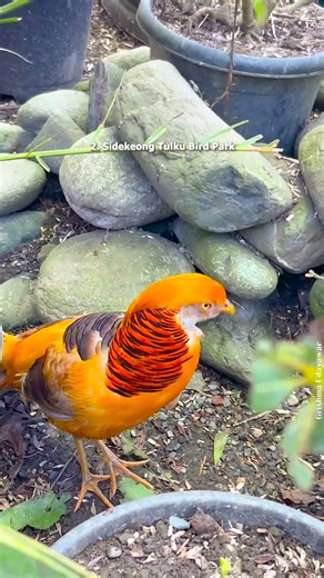 Top 5 Places to See in Pelling Sikkim