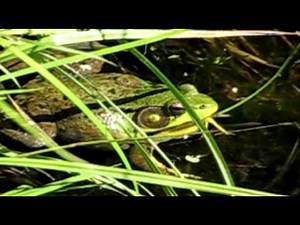 Frog Croak in Slow Motion