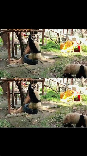 Un vistazo al relajante día a día de un panda