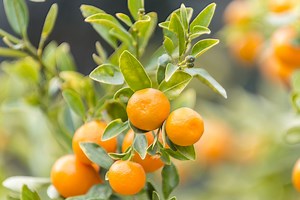 Yes, You Can Grow An Orange Tree In A Pot—Here’s Exactly How