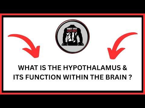 What Is The Hypothalamus & Its Function Within the Brain? | GFGV