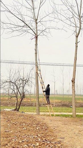 Important Safety Lessons Learned During a Risky Tree Pruning