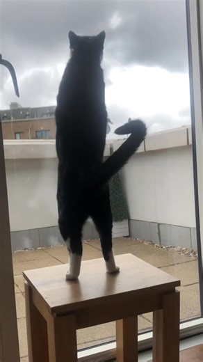 Sometimes it’s crazy having a cat! 😸 #catsoftiktok #britneyspears #cats #sometimes #parody | Merry & Pippin