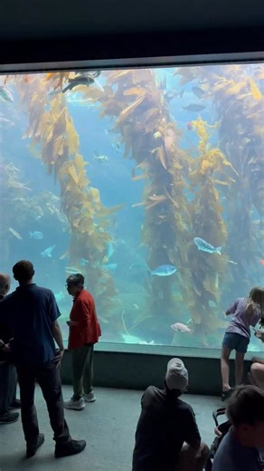 The 70,000 gallon kelp forest tank at the Birch Aquarium in San Diego! | Cichlid Bros