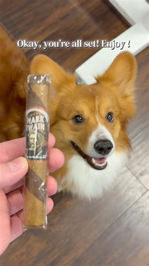 Watch my corgi fetch a cigar in the shop! Cute trick in store only. Comment your pups tricks #corgi