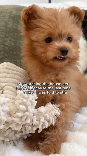 44K views · 168 reactions | Resurfacing my childhood trauma 﫣 #pomapoo #poodlemix #childhoodtrauma #puppyhumor #robbery #dogcomedy #dogsofinstagram #fyp | Honey the Pomapoo | Facebook