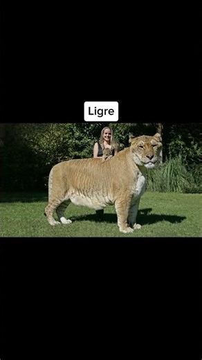 À quoi ressemblent les hybrides animaux😳