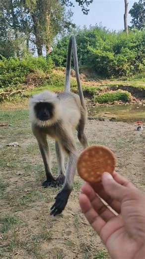 Wild Langur Monkey Walks Up to Take Biscuit 🐒🍪