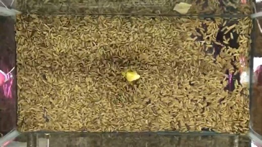 If you’ve got the stomach for it, you can watch 10,000 maggots demolish a pizza in 2 hours. Thanks to this research, scientists have a better sense of how these fly larvae gobble food so quickly, a possible boon for sustainable food production. Some companies are collecting a bit of the 1.3 billion tons of food waste humans produce annually and feeding it to hordes of maggots. Once they’re plump on rotten leftovers, the larvae can be turned into high-protein food for animals such as chickens and