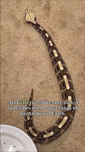 One Of The Heaviest Vipers In The World-The Gaboon Viper