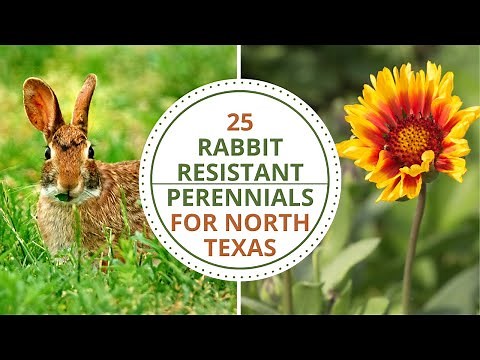25 Rabbit Resistant Perennials for North Texas