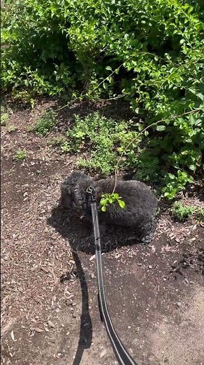 A Peek in the Life of a Dogwalker 🐶🐕‍🦺❤️ #doglover #dogwalker #dogs #dogshorts #cockapoos