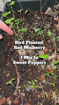 Bird Planted Red Mulberry Into My Earthbox. I Mix In Sweet Pepper Seeds.