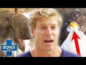 Vet Drains Rescue Elephant's Abscesses All Over Its Body 🐘😨 | Bondi Vet Clips | Bondi Vet