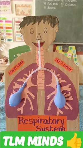 Lungs working model/Respiratory system/Science project
