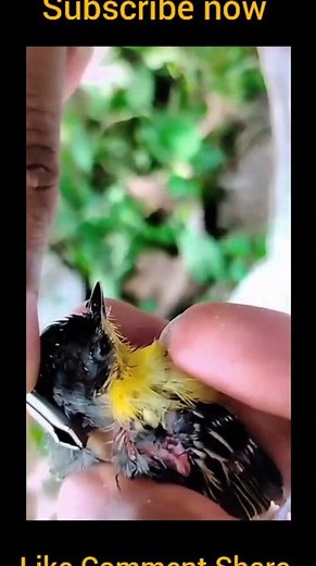bot fly larvae removed from Tiny Bird