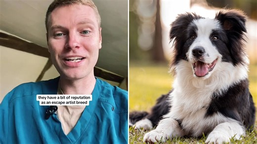 The 4 dogs first-time owners shouldn’t get - they’re aggressive ‘escape artists’