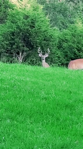#theboys #trophies #country #deerseason