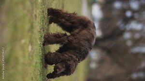 Young English Cocker Spaniel on a walk in the park. Young dark brown English cocker spaniel on a leash, on green grass in the park. An English cocker spaniel lies on the grass in the park.