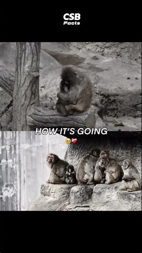 The Loneliest Monkey Found Hope Again… ❤️🐒