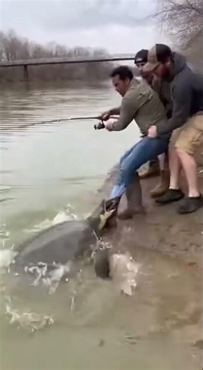 Giant Softshell Turtle Snaps at Fisherman — Friends Pull Him to Safety! 😱🐢