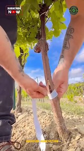 Grapes grafting is a fascinating horticultural technique that combines the strengths of different grapevine varieties to enhance growth and fruit quality. This method involves taking a cutting from one vine, known as the scion, and attaching it to another vine with a strong root system, known as the rootstock. The process not only allows for improved disease resistance but also helps in adapting the plant to various soil types and climates. By carefully selecting compatible varieties, growers ca